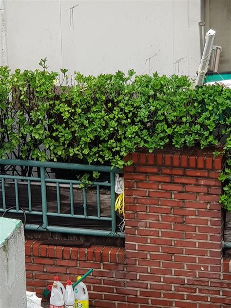 24화 벽에 낀 아저씨 편