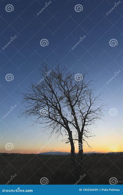 Beauty In Nature Naked Tree Stock Image Image Of Sunrise Brunch