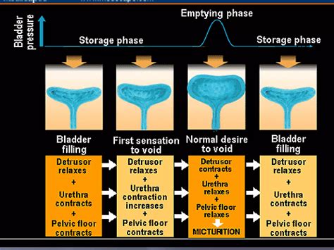 Pathophysiology Of Urinary Incontinence Pptx