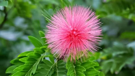 Puff Flower Tree White Powder Puff Calliandra Haematocephylla Alba