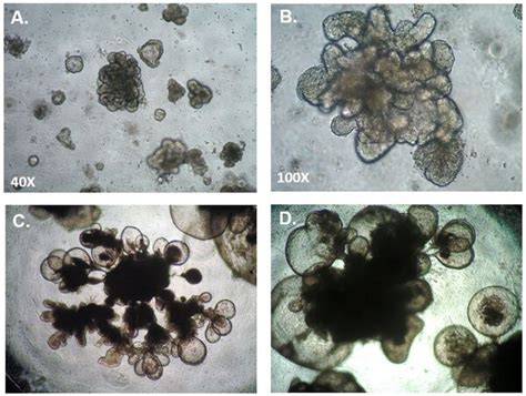 Definitive Endoderm Induction Medium Scm302