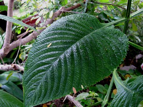 What Plants Grow In The Rainforest Floor At Lori Birdwell Blog