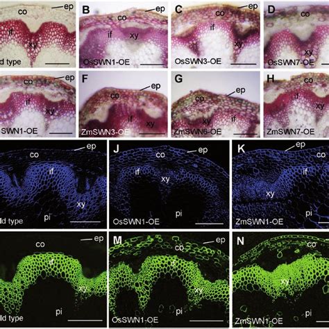 Fluorescence Intensity Measurements In Root Cells A Image Of The Root
