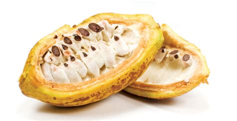 Cocoa Bean Facts Health Benefits And Nutritional Value