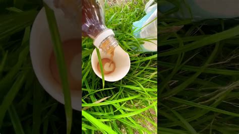 시원한 🌴커피한잔과함께~~더위날려요🧚🏻‍♀️🧚🏻‍♀️들판에서의 ~여유한잔👌 Youtube