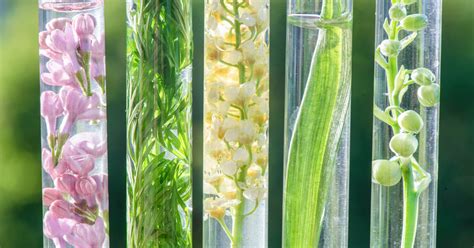 Botany Plants Classification