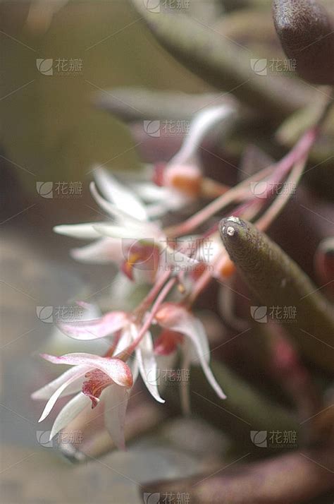 Dockrillia袋食蚁兽兰花