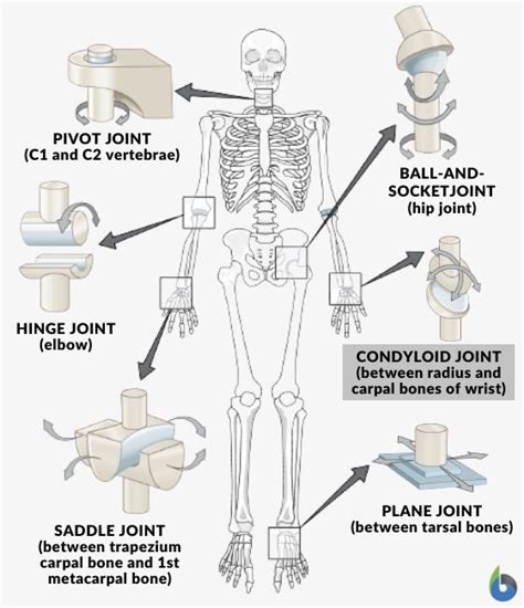 Saddle Joint In The Human Body Saddle Joint In The Human Body