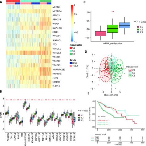 The M6a Regulator Modification Patterns In Hepatocellular Carcinoma Download Scientific Diagram