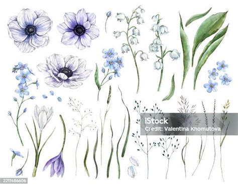 크로커스 말미잘 물망초 은방울꽃과 녹색 잎 야생 식물 허브 수채화 고립 삽화 세트 봄 디자인 결혼식 초대장 카드 브랜딩 포장 0명에 대한 스톡 벡터 아트 및 기타 이미지