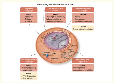 Non Coding RNA Mechanisms Of Action Examples Of How Non Coding RNAs Download Scientific