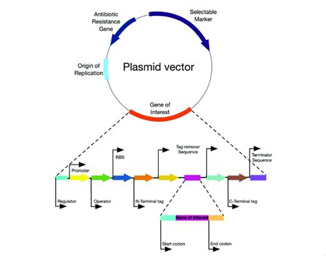 General Structure Of An Expression Vector The Figure Represents The Download Scientific
