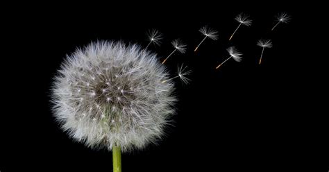 Multi Level Resilience An Idea Whose Time Has Come NWI Journal