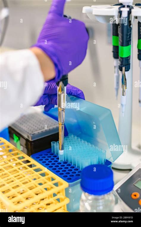 Preparing Sample Box With Test Tubes By Scientist Stock Photo Alamy