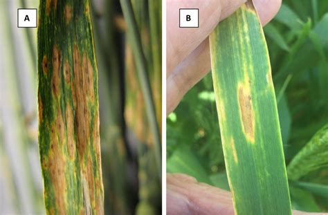 Foliar Diseases Of Wheat And Fusarium Head Blight Scab Management