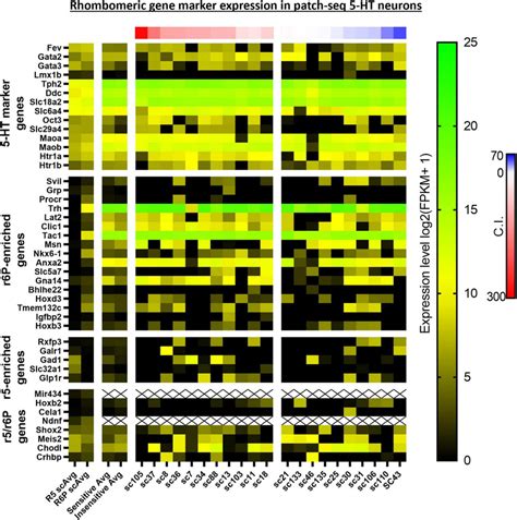 Heatmap Of Averaged Single Cell RNA Seq Gene Expression Data Derived Download Scientific