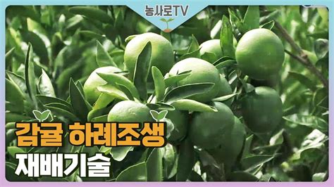 농업기술동영상 감귤 하례조생 재배기술 Youtube