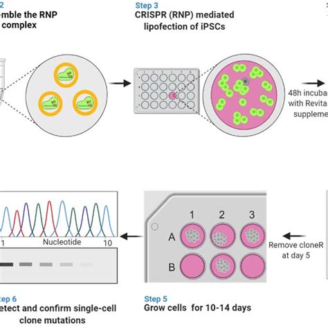 Novel Methodology For Crispr Cas9 Editing Of Ipscs Step 1 Ipscs Are
