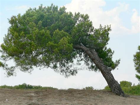 Discover Afghanistans National Tree The Afghan Pine Pinus Eldarica