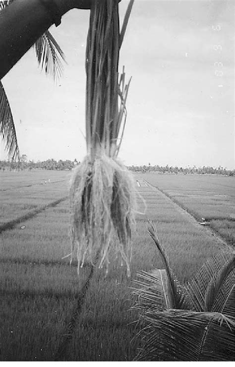 Root System Of Single Rice Plant Mtu 1071 Grown With Sri Methods At
