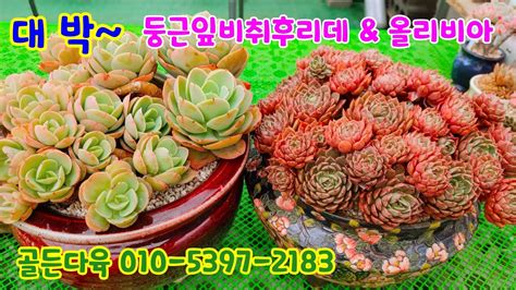 230305📍골든다육 펀퀸 홍치아 샤포테 카발디 아레나스 홍매화 엘샤 고사홍 레몬로즈 소인제금 아방가르드 Youtube