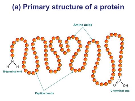 CB Protein Structure And Function Flashcards Quizlet