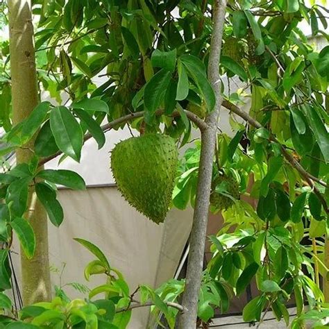 Fresh Soursopgravioliagunabanalakshmanphalramphalcancer Cure Fresh