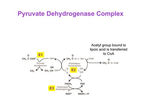 Krebs Cycle 2008 Biochem 201 Pdf