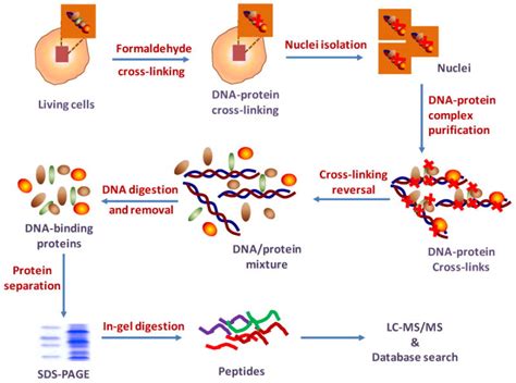 Exploring Dna Binding Proteins With In Vivo Chemical Cross Linking And Mass Spectrometry Pmc