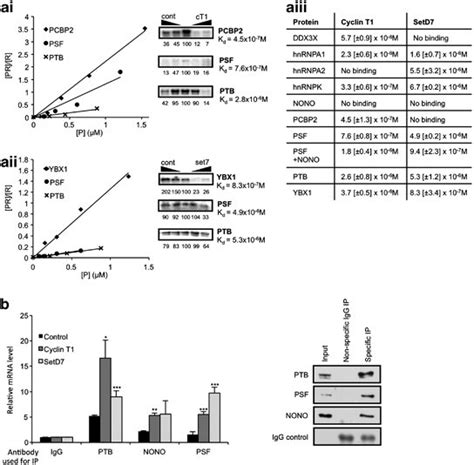 Members Of The Ptb Containing Complex Bind Apoptotic Ires Rna In Vitro