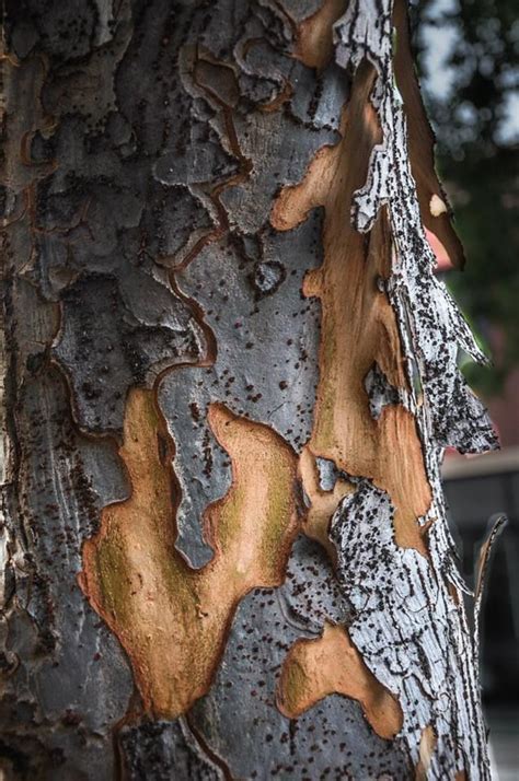 Images About Plants Treebark On Pinterest Ferns The Natural And Zen Tangles