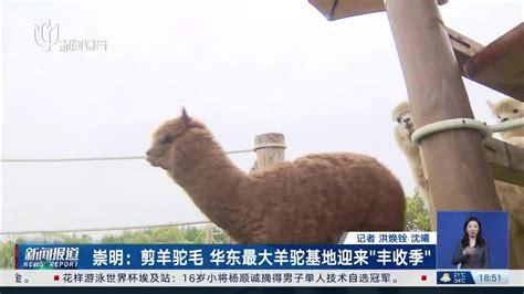 崇明剪羊驼毛 华东最大羊驼基地迎来丰收季 手机新浪网