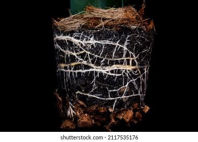 Image Cactus Tree Naked Root System Stock Photo Shutterstock
