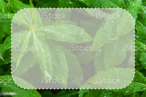 녹색 식물 잎과 창조적 인 프레임이있는 추상적 인 자연 배경 0명에 대한 스톡 사진 및 기타 이미지 0명 개념 계절 Istock