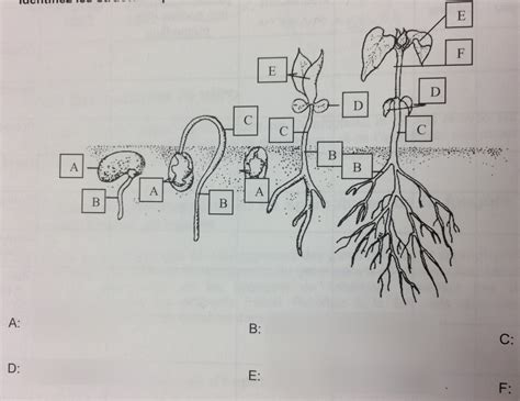 Seed Germination Gizmo Quizlet At Todd Briggs Blog