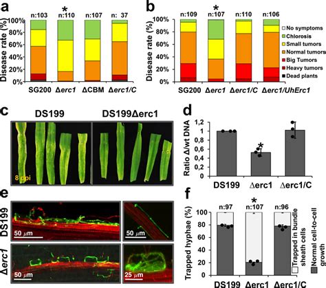 Erc1 Is Functionally Conserved In Smut Fungi A The Carbohydrate Binding Download Scientific