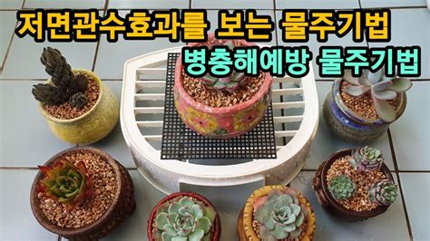 다육이♡ 저면관수효과를 볼수있는 물주기방법💓💓병충해예방 물주기방법💓💓 Youtube