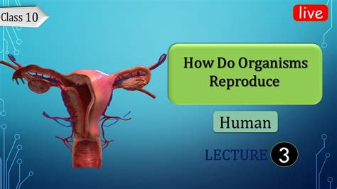 How Do Organisms Reproduce Sexual Reproduction Female Class 10 Part 3 YouTube