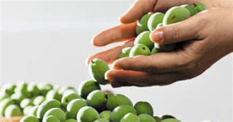 매실나무 특징 꽃은 매화·열매는 매실 따뜻한 기후 좋아해