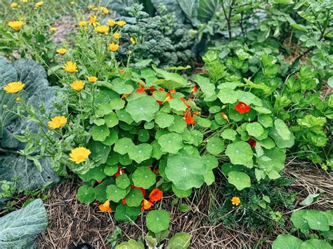5 Best And 3 Worst Companion Plants For Tomatoes
