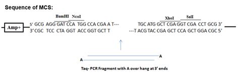 Pbbl Ta Vector Linearized Bio Bharati Life Science