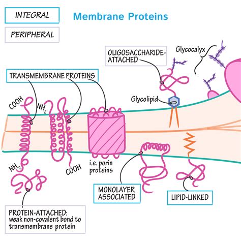 Cell Biology Glossary Membrane Proteins Ditki Medical And Biological