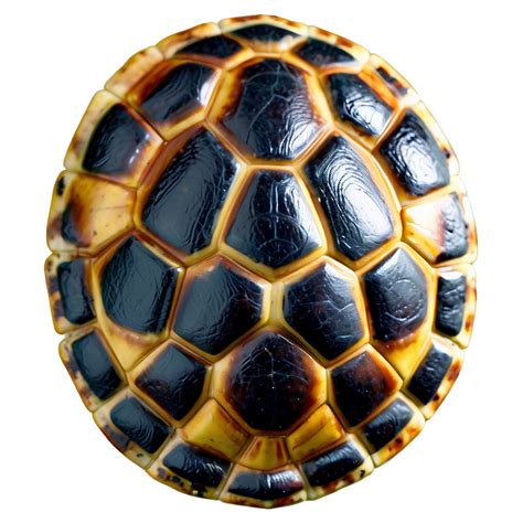 Turtle Shell Png Images 100
