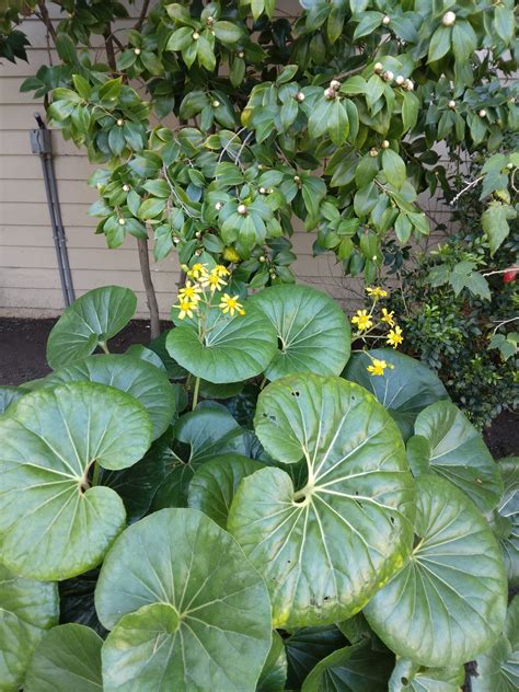 Quest Diagnostics 925 W 7th St Oxnard Ca Hours Directions Reviews Loc8nearme