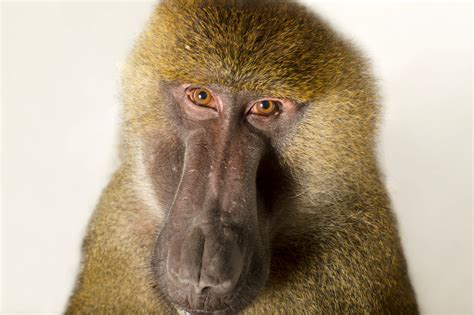 Guinea Baboon Papio Papio Joel Sartore