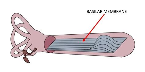 Basilar Membrane Definition