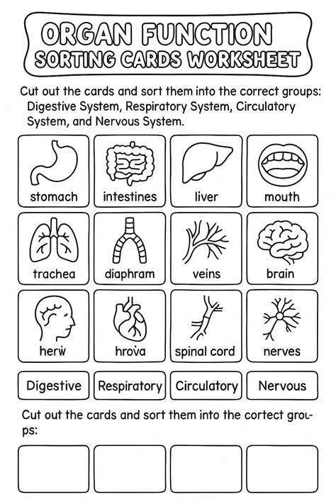 Organ Function Sorting Cards Worksheet Download And Print Now