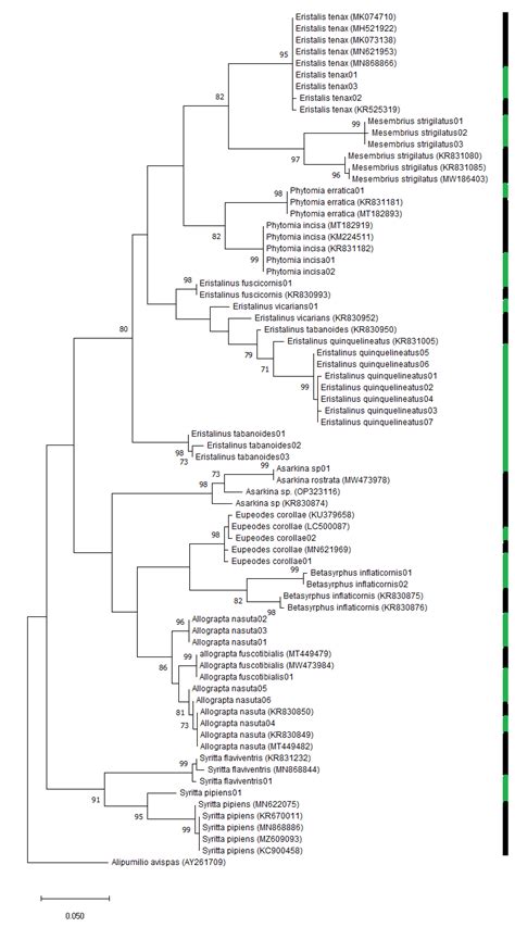 Maximum Likelihood Tree Based On The General Time Reversible Model Download Scientific Diagram
