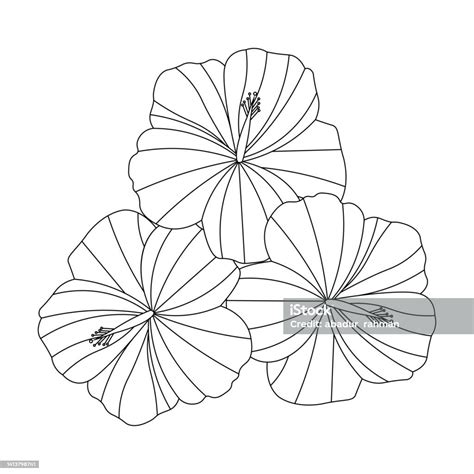 중국 장미 꽃 벡터 라인 아트 디자인 흑백 배경에 색칠 공부 페이지 0명에 대한 스톡 벡터 아트 및 기타 이미지 0명 Hibisceae 개체 그룹 Istock