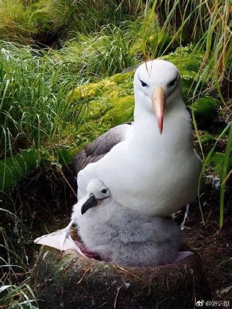 信天翁宝宝信天翁大山谷图库